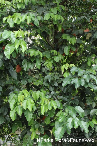 NParks | Sandoricum koetjape