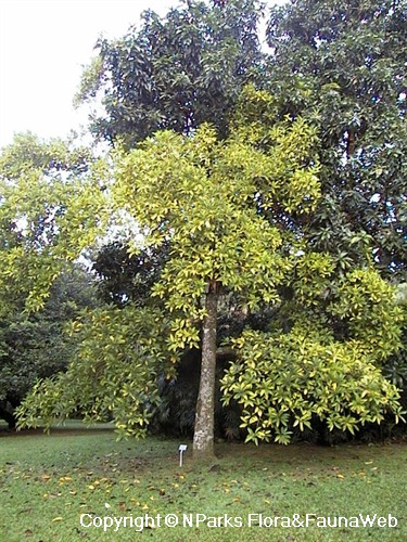 NParks | Sapium glandulosum