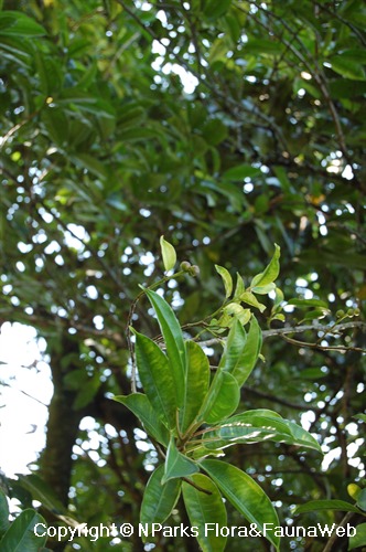 NParks | Sapium glandulosum