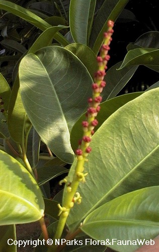 NParks | Sapium glandulosum