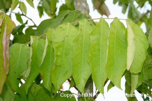 NParks | Saraca thaipingensis