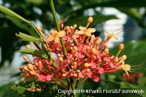 NParks | Saraca declinata