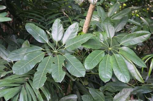 NParks | Heptapleurum actinophyllum