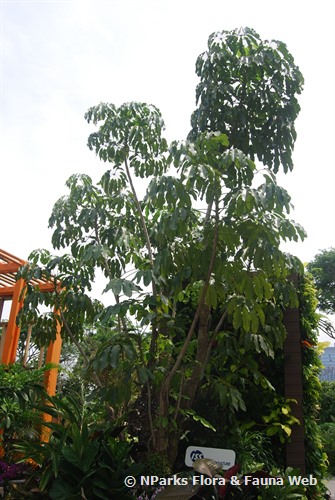 NParks | Heptapleurum actinophyllum