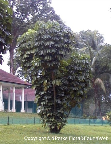 Brassaia Actinophylla