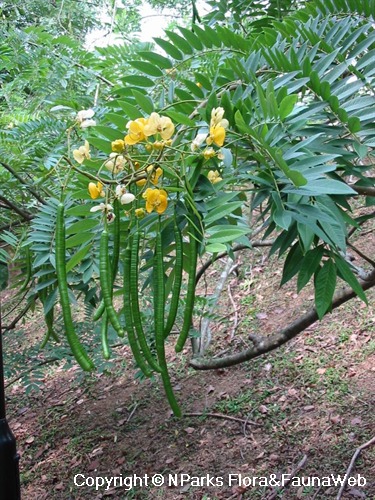 NParks | Senna spectabilis