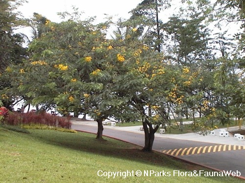 NParks | Senna spectabilis