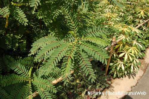 NParks | Sesbania grandiflora