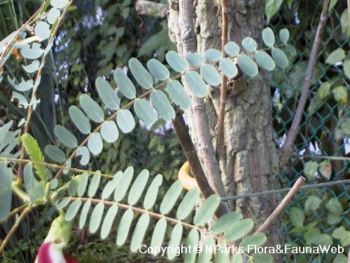 NParks | Sesbania grandiflora