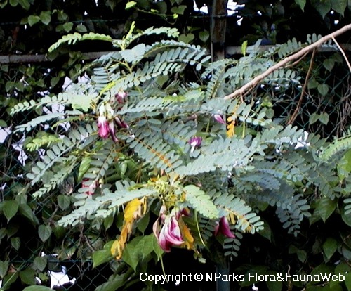NParks | Sesbania grandiflora
