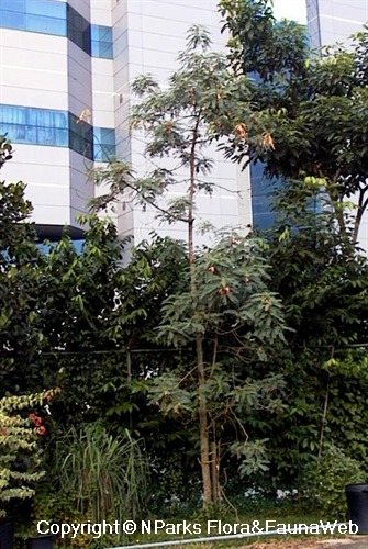 NParks | Sesbania grandiflora