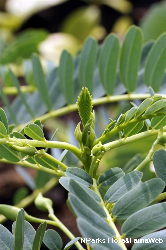 NParks | Sesbania grandiflora 'Alba'