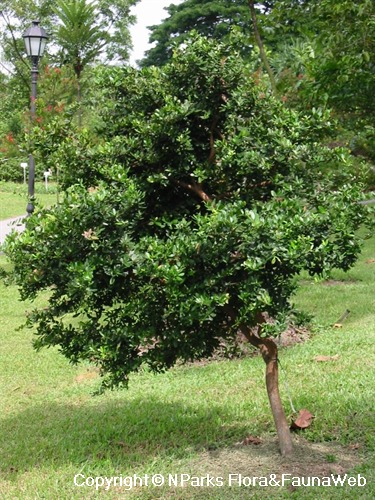 NParks | Severinia buxifolia