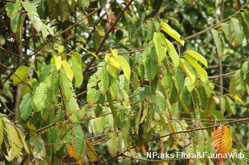 Pokok Meranti Tembaga