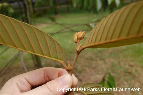 Pokok Meranti Tembaga