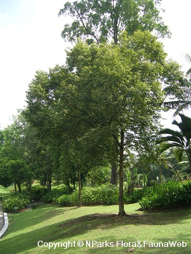 NParks | Shorea sumatrana