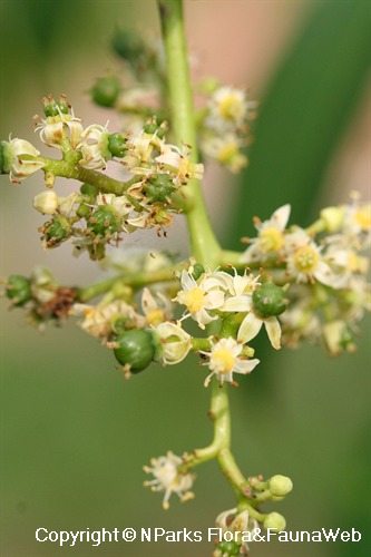 NParks | Spondias dulcis