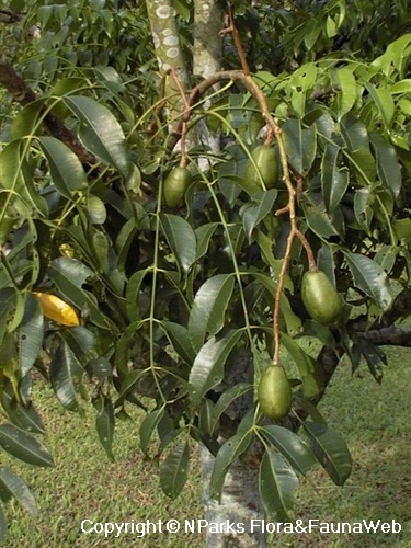 NParks | Citrus medica