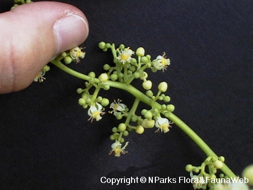 NParks | Spondias dulcis