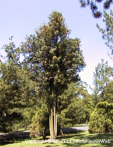 NParks | Stenocarpus sinuatus