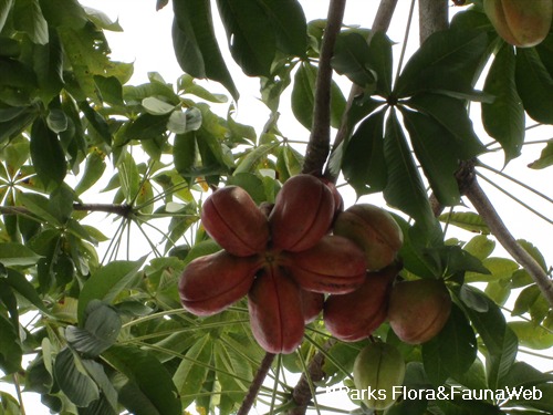 NParks | Sterculia foetida