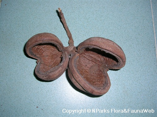 NParks | Sterculia foetida