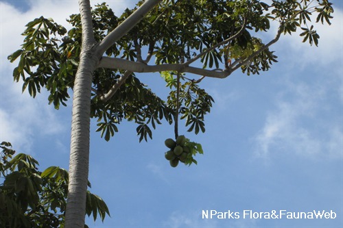 NParks | Sterculia foetida