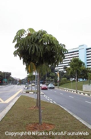 NParks | Sterculia foetida