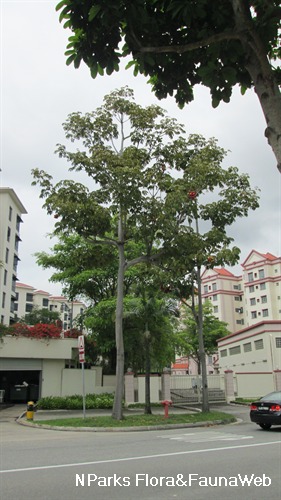 NParks | Sterculia foetida