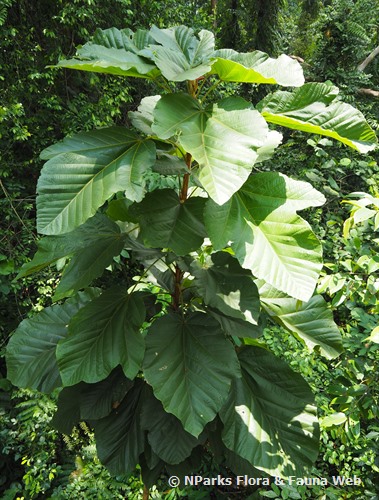 NParks | Sterculia macrophylla