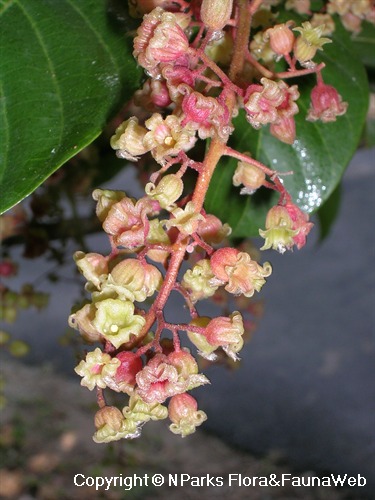 NParks | Sterculia stipulata