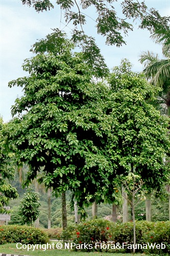 NParks | Sterculia parviflora