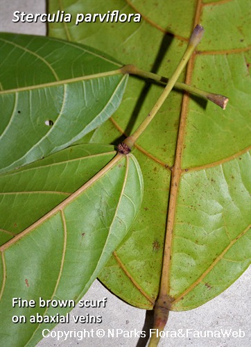 NParks | Sterculia parviflora