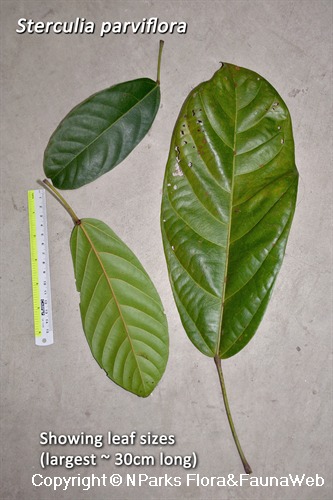 NParks | Sterculia parviflora