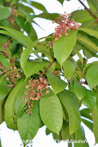 NParks | Sterculia rubiginosa