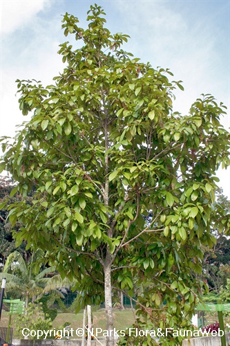 NParks | Sterculia rubiginosa