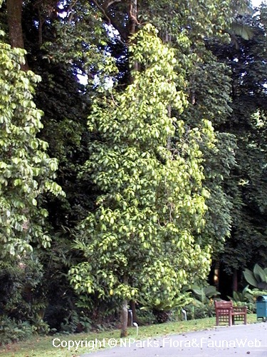 NParks | Sterculia rubiginosa