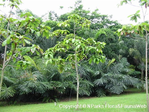 NParks | Sterculia stipulata