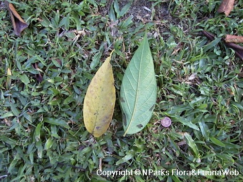 NParks | Stereospermum fimbriatum