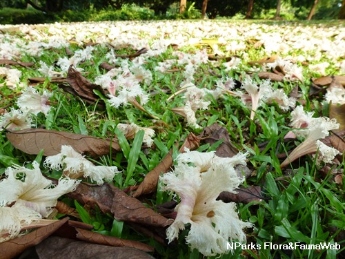 NParks | Stereospermum fimbriatum