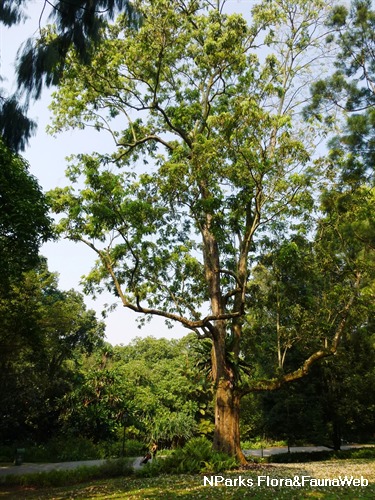 NParks | Stereospermum fimbriatum