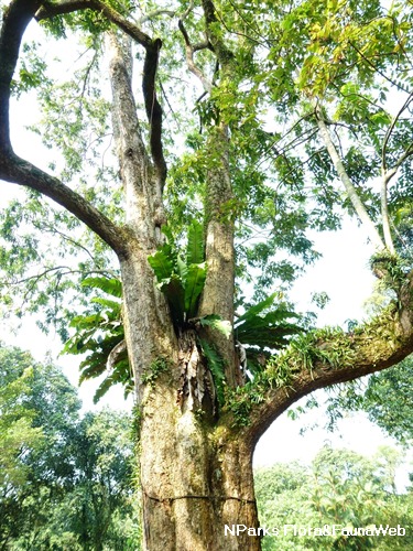 NParks | Stereospermum fimbriatum