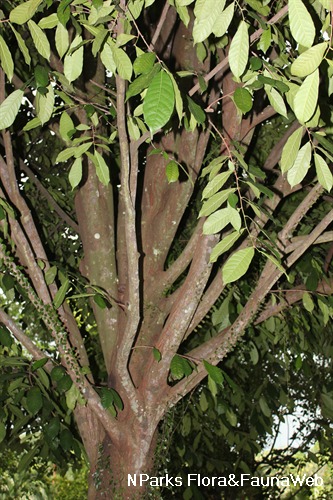 NParks | Sloetia elongata