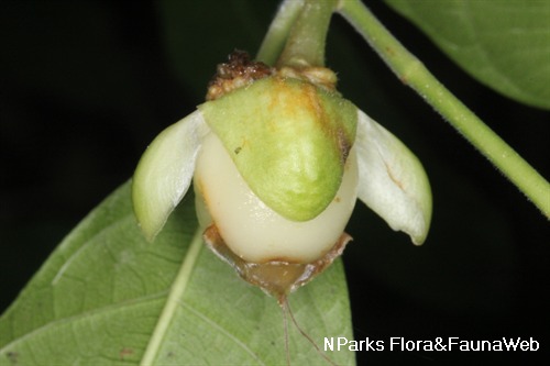 NParks | Sloetia elongata