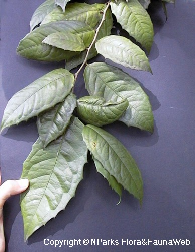 NParks | Streblus ilicifolius