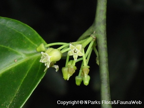 NParks | Strombosia javanica