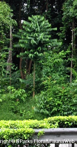 NParks | Strombosia javanica