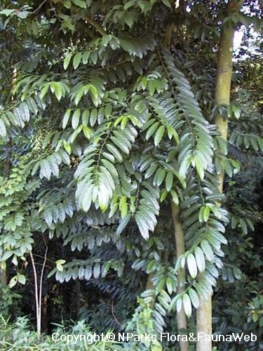 NParks | Strombosia javanica