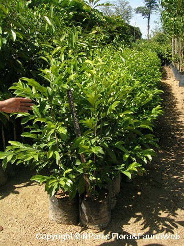 NParks | Suregada multiflora