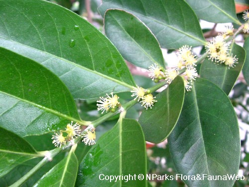 NParks | Suregada multiflora